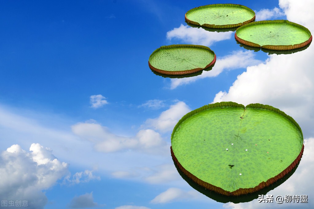 Improve the quality of taking pictures of lotus flowers, learn the ...