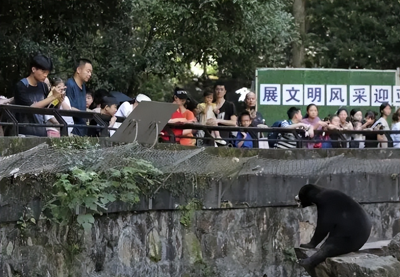 Not pretending to be someone? The "popular" sun bear in Hangzhou has ...