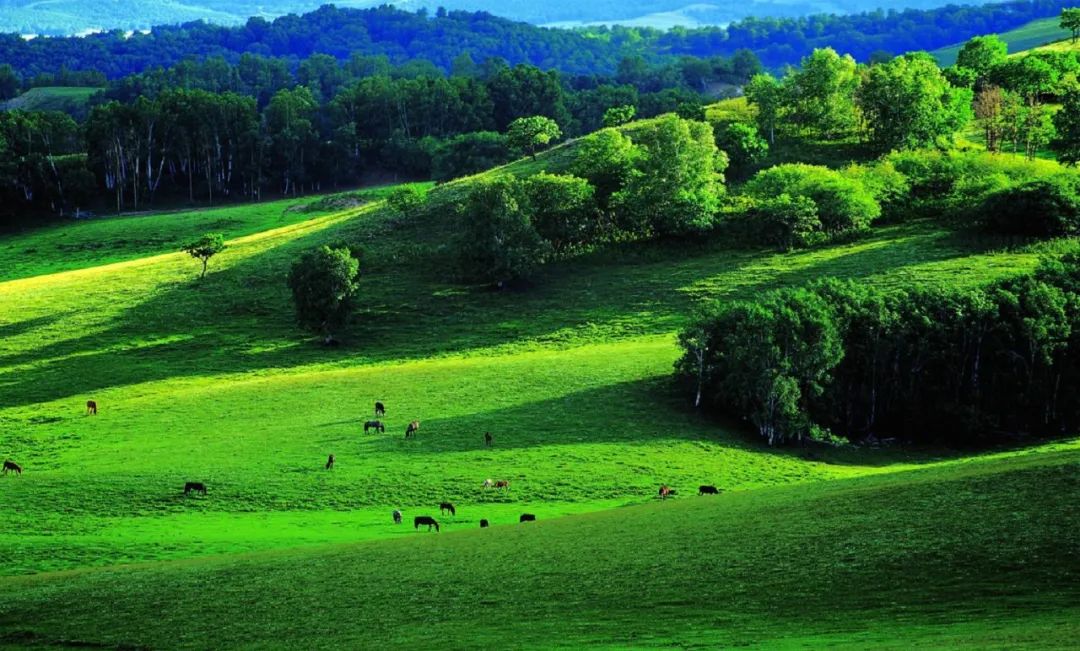 Summer vacation in Fengning Bashang African grassland scenery reappears ...