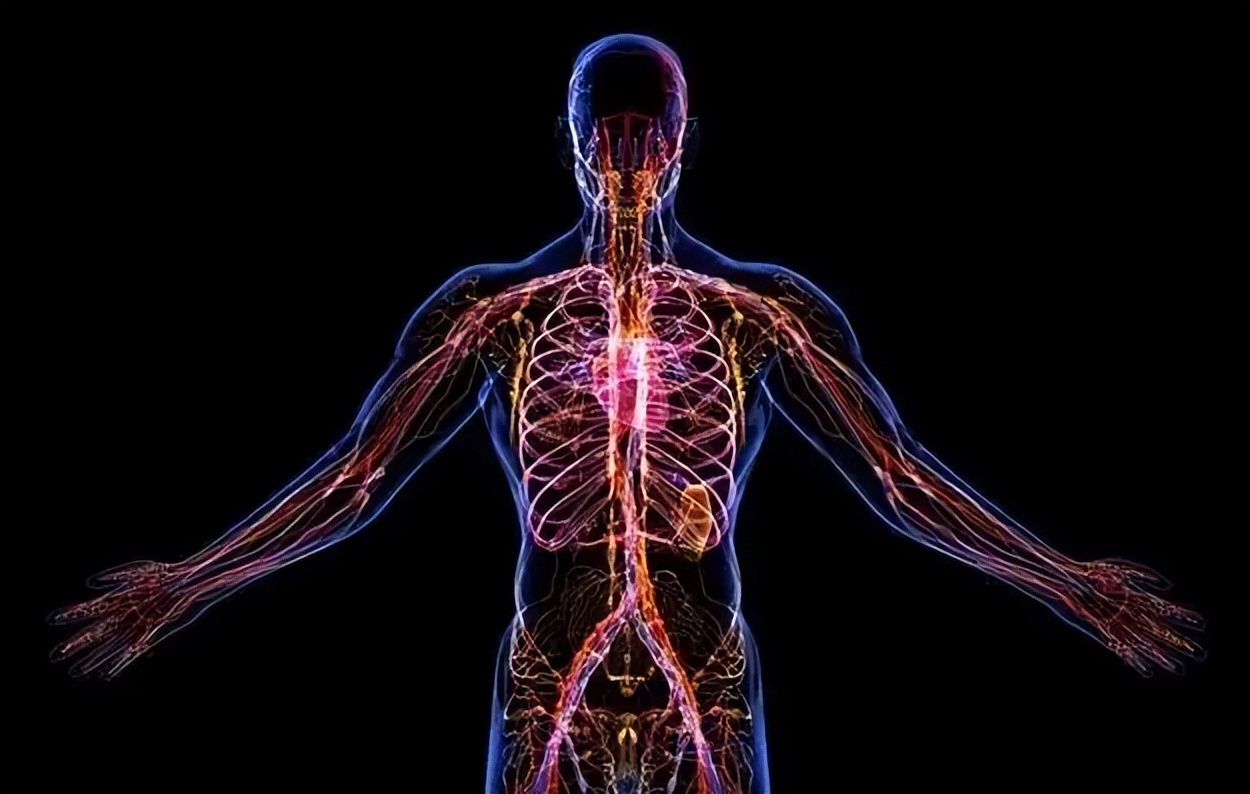 The magical numbers on human limbs, find the basis from the theory of ...