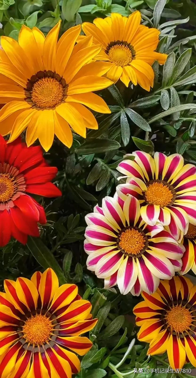 [Original] Medallion chrysanthemum: The flower of "glory" is gorgeous ...