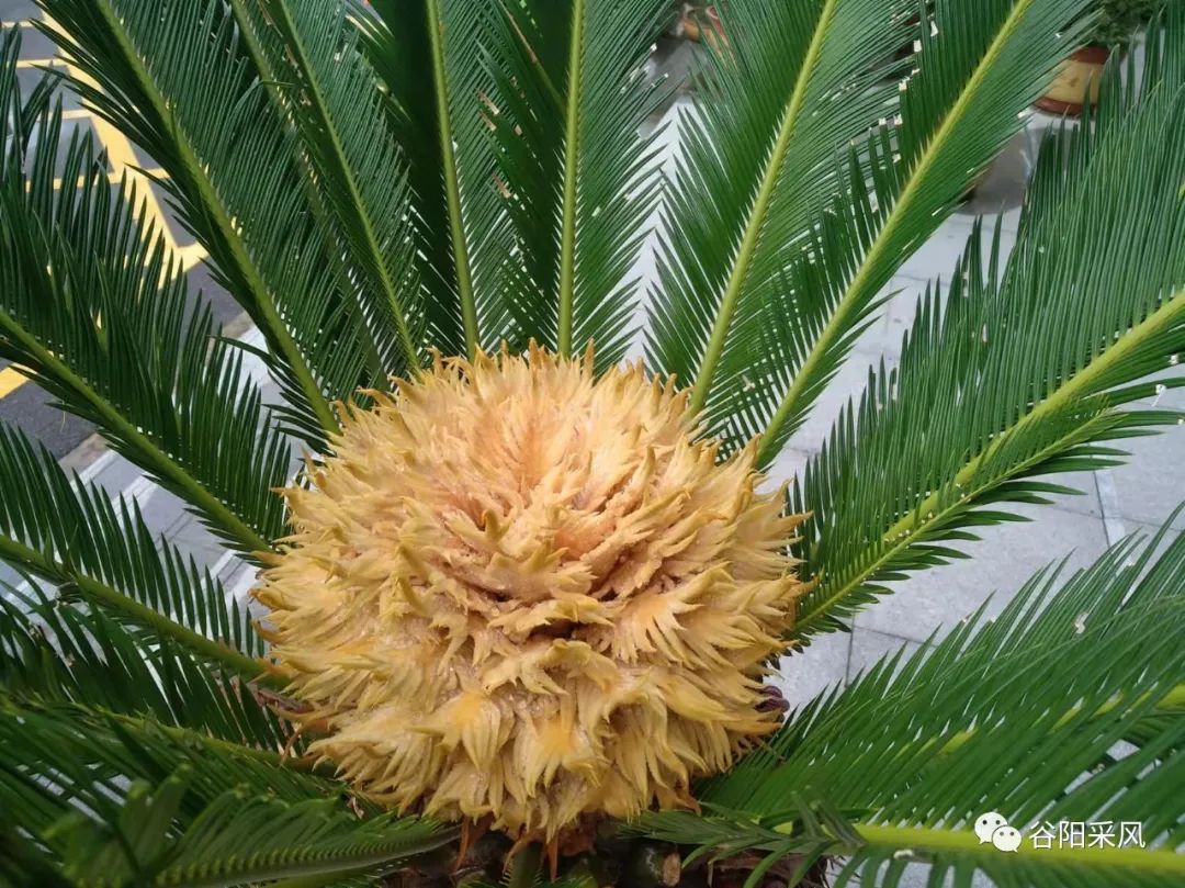 Celebrating the "July 1" Tieshu Blossoms (719 of Talking about Guzhen ...