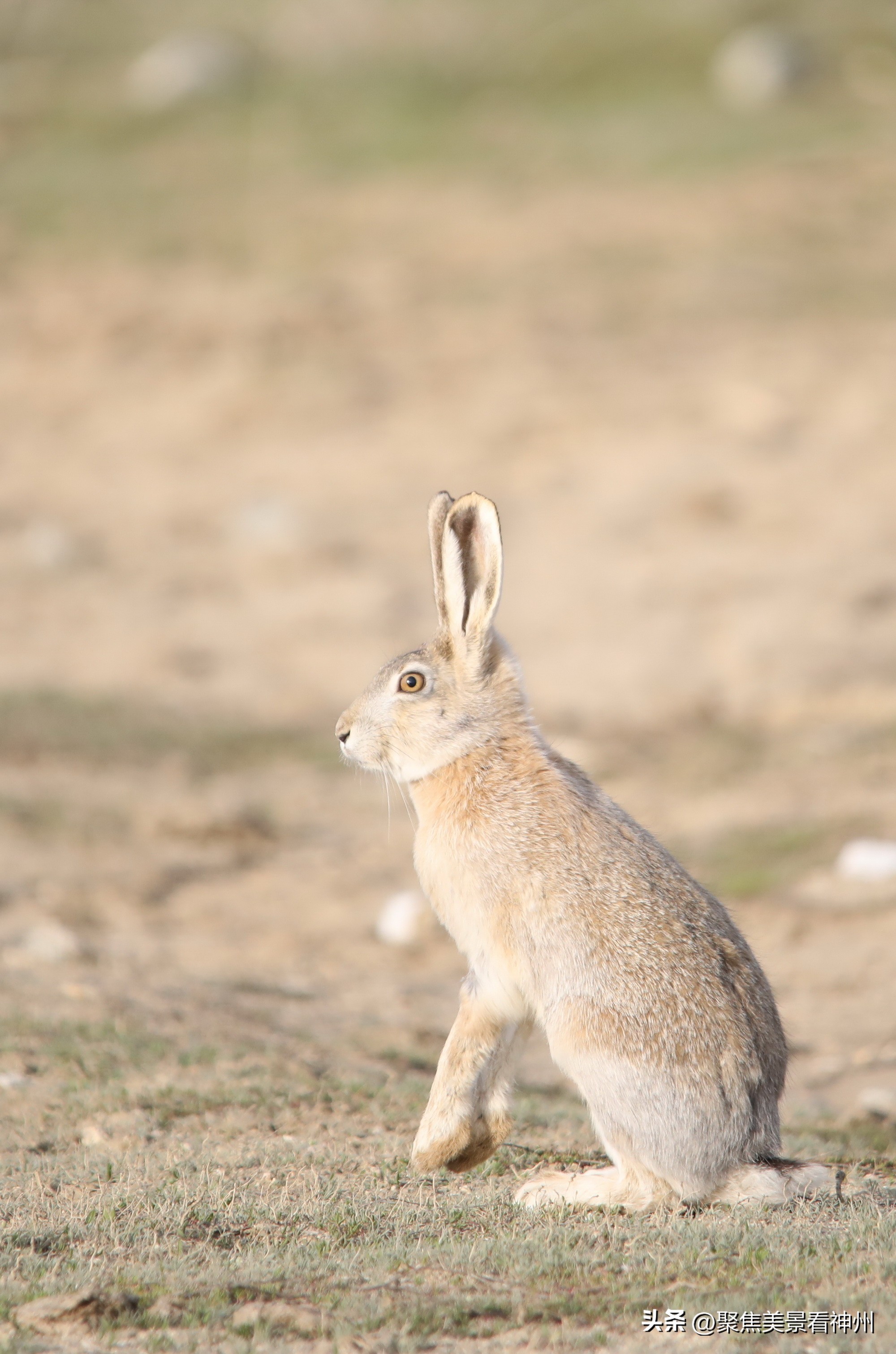 Talk about hares (with pictures and truth) - iMedia