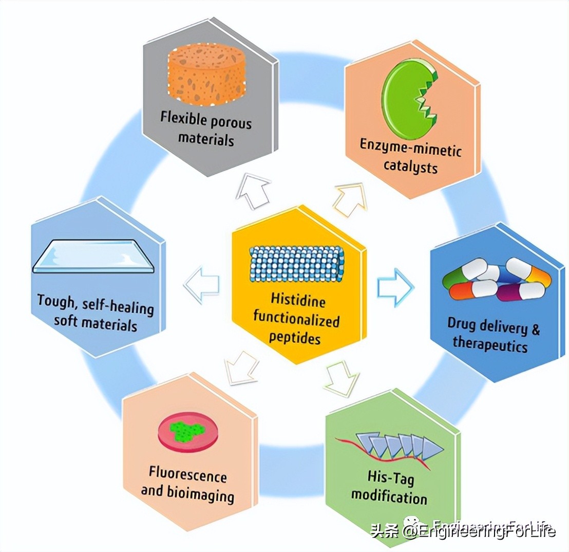 Self-assembly strategy of histidine functional peptides and their ...