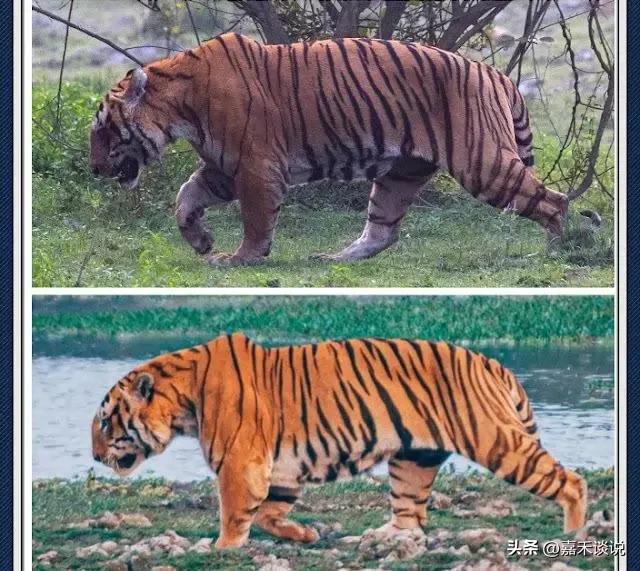 Who is stronger in the "Super Tiger King"? Tiger's combat power ceiling ...