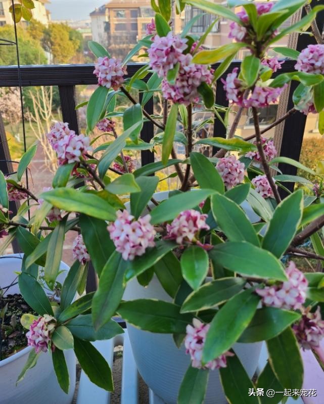 In autumn, you must raise a pot of Phnom Penh Ruixiang, there are ...