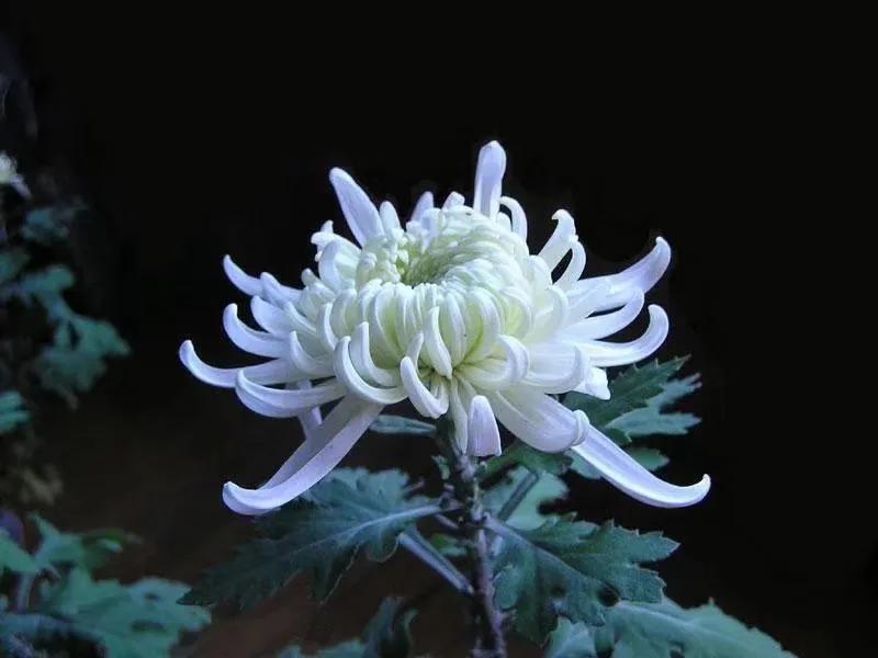 Su Xin Tenderness to Qing Qiu - iNEWS