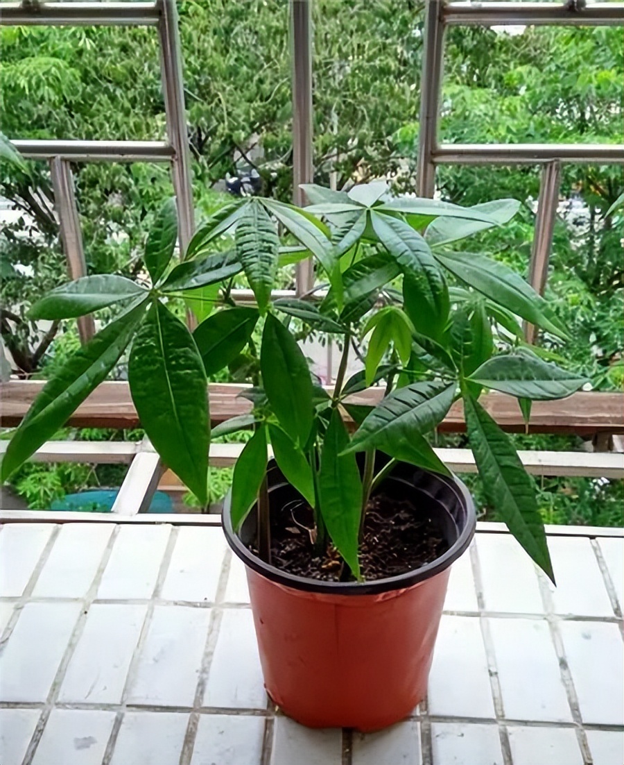 Fortune Tree Maintenance Encyclopedia (collection level) - iNEWS