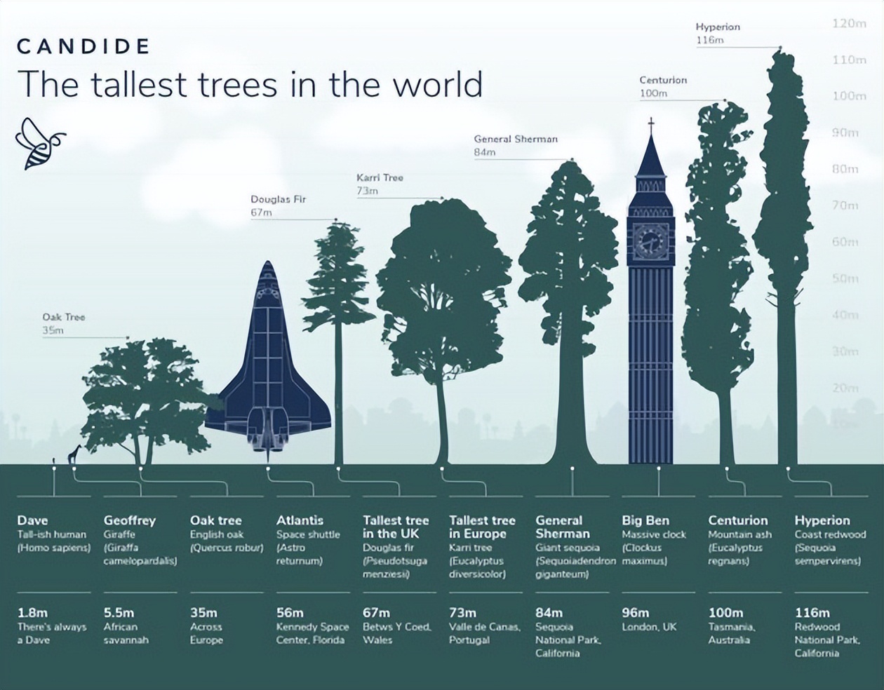 The tallest tree in the world, taller than a 35-story building - iNEWS