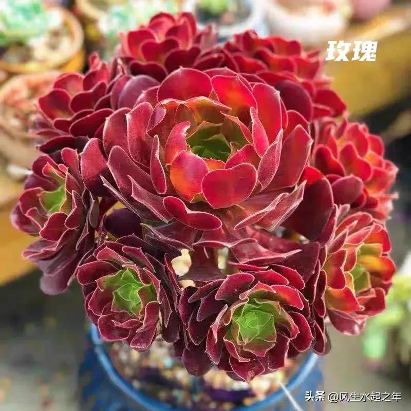 How to grow the old pile of succulent mage? What breeds of mages have ...