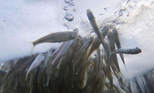 A "new fish" discovered in Antarctica: known as ice fish, temperatures ...