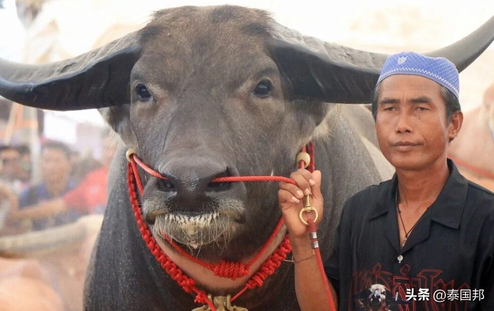 The most expensive buffalo in Thailand: the owner asked for 50 million ...