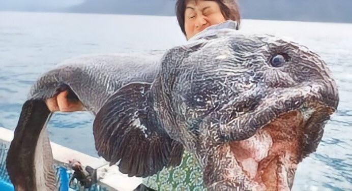 The deep-sea monster wolf eel has an amazing bite force and a cruel and ugly appearance, but he ...