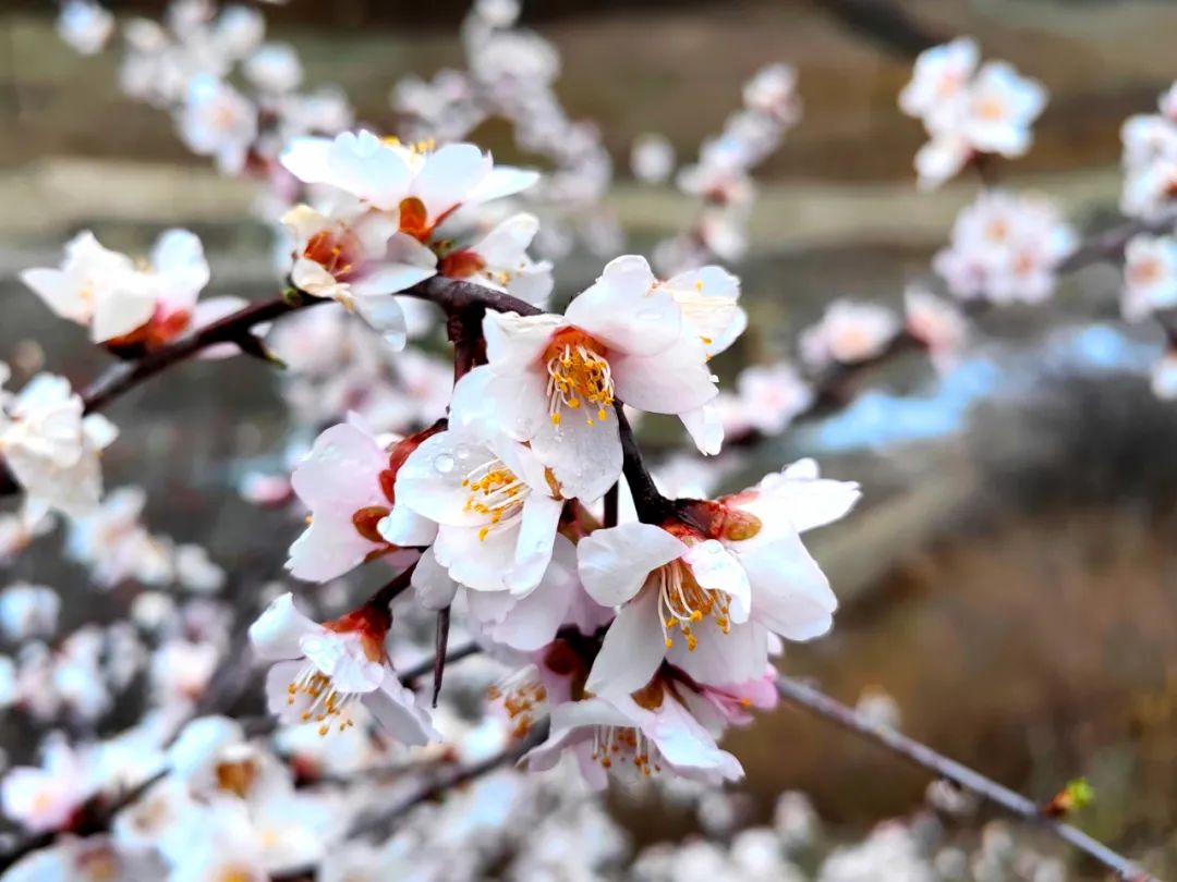 Yurun Boyu Peach Blossoms - iMedia
