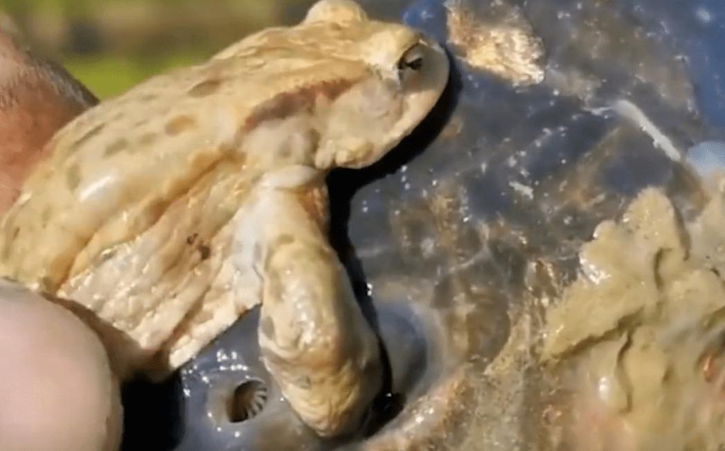 Why did the golden toad hold the carp, and what secret was hidden? - iNEWS