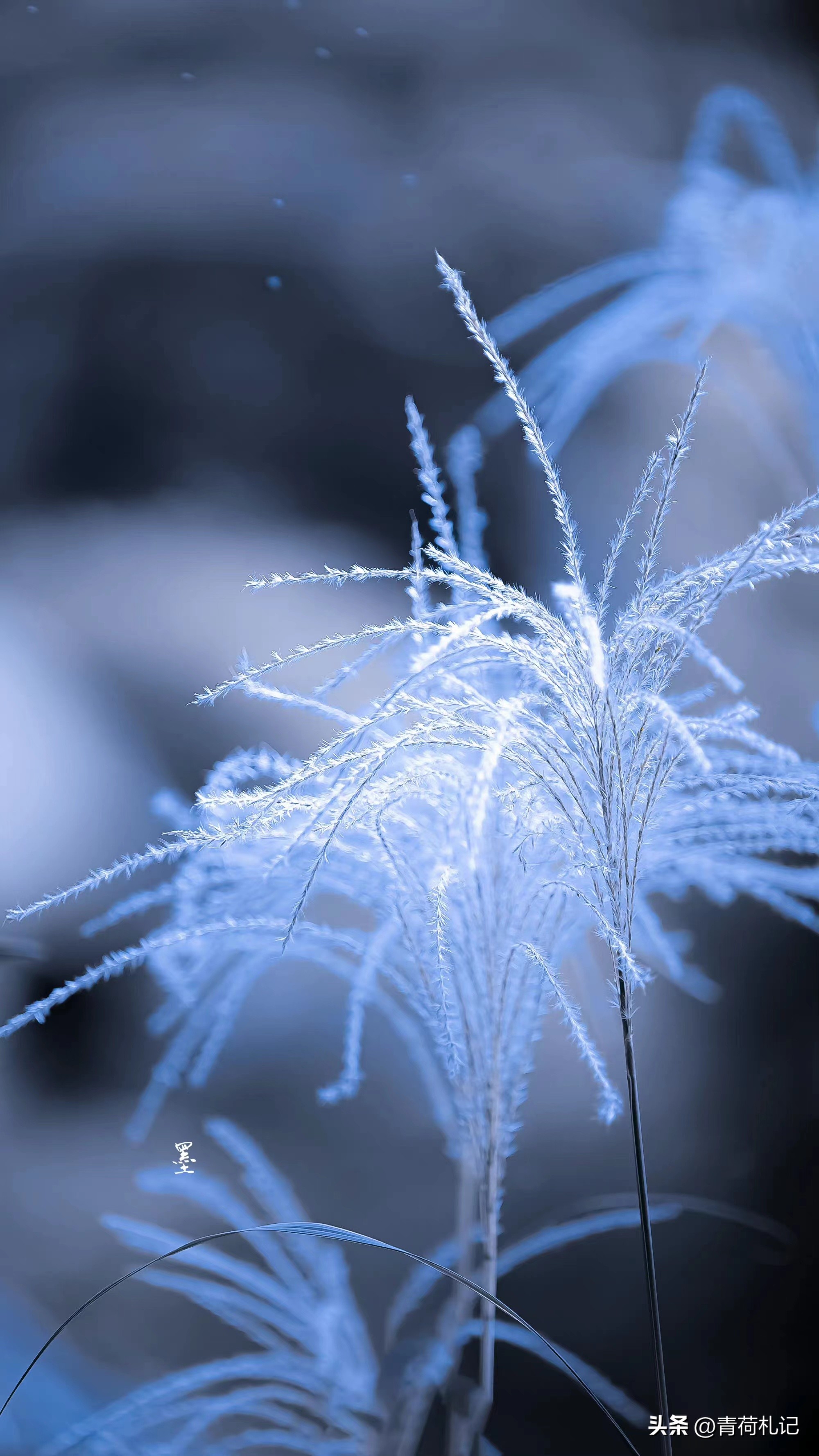 Four poems tell you that life is calm, even if there are three thousand ...