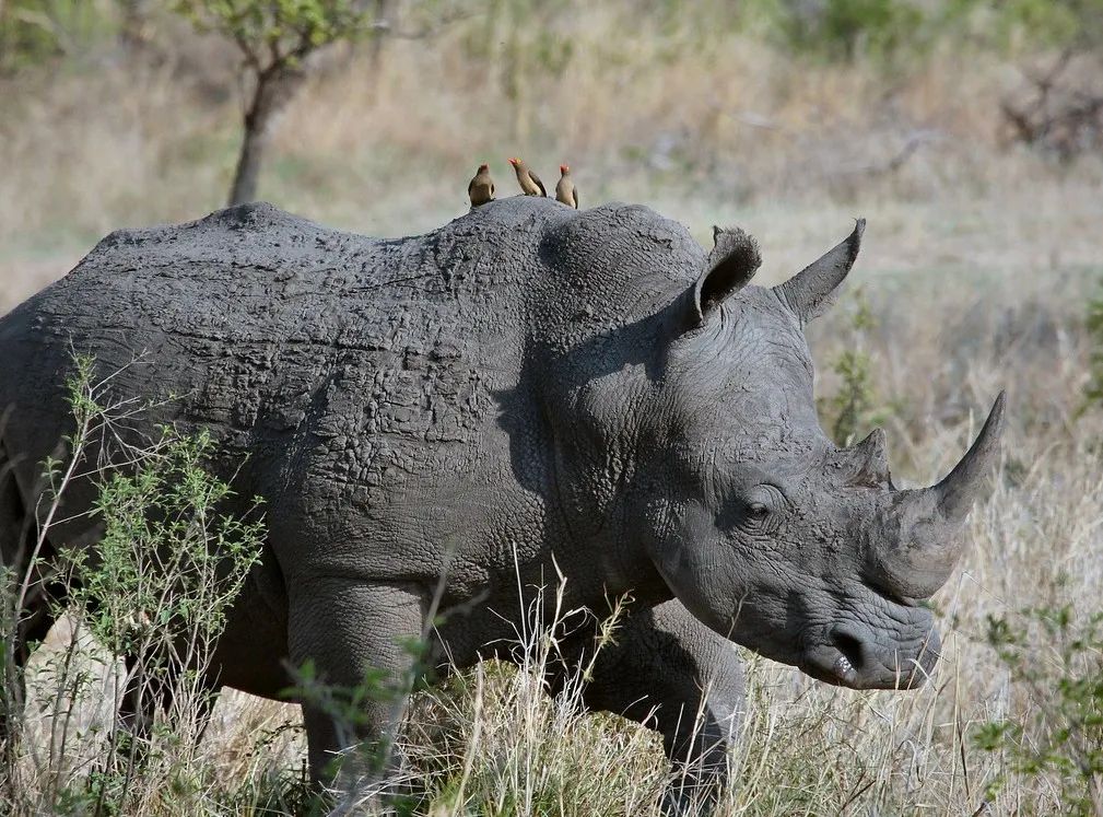 Discover the wonderful symbiotic relationship between rhinos and rhino ...
