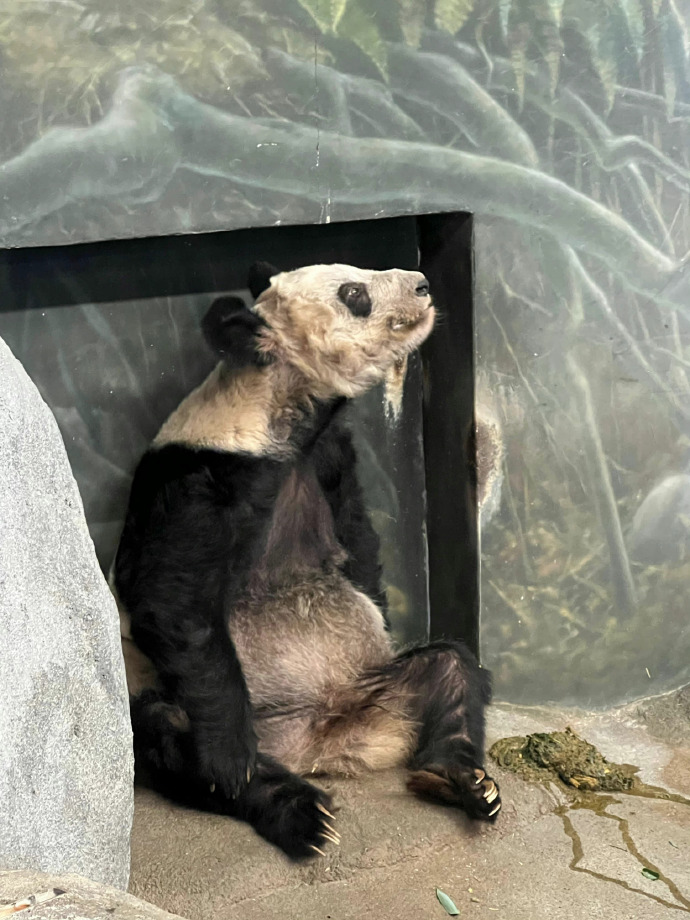 The giant panda Yaya is about to return to China. The national treasure ...