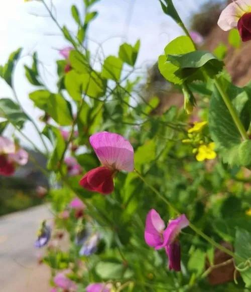 Four Poems "Remembrance of Qingming Festival", "Yellow Spring Flowers ...