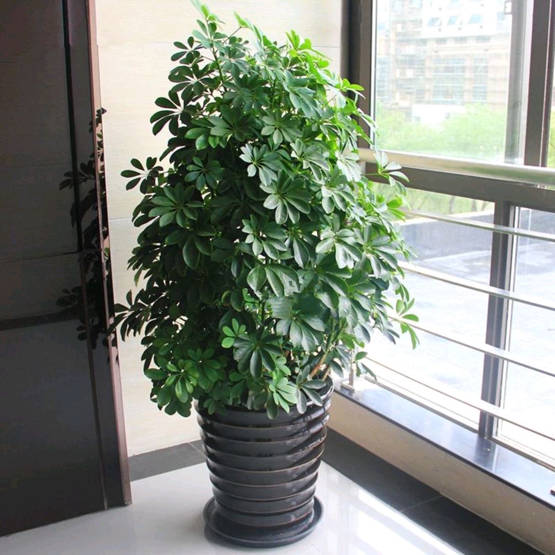 "There are trees in the house, and nine out of ten are rich." Potted ...