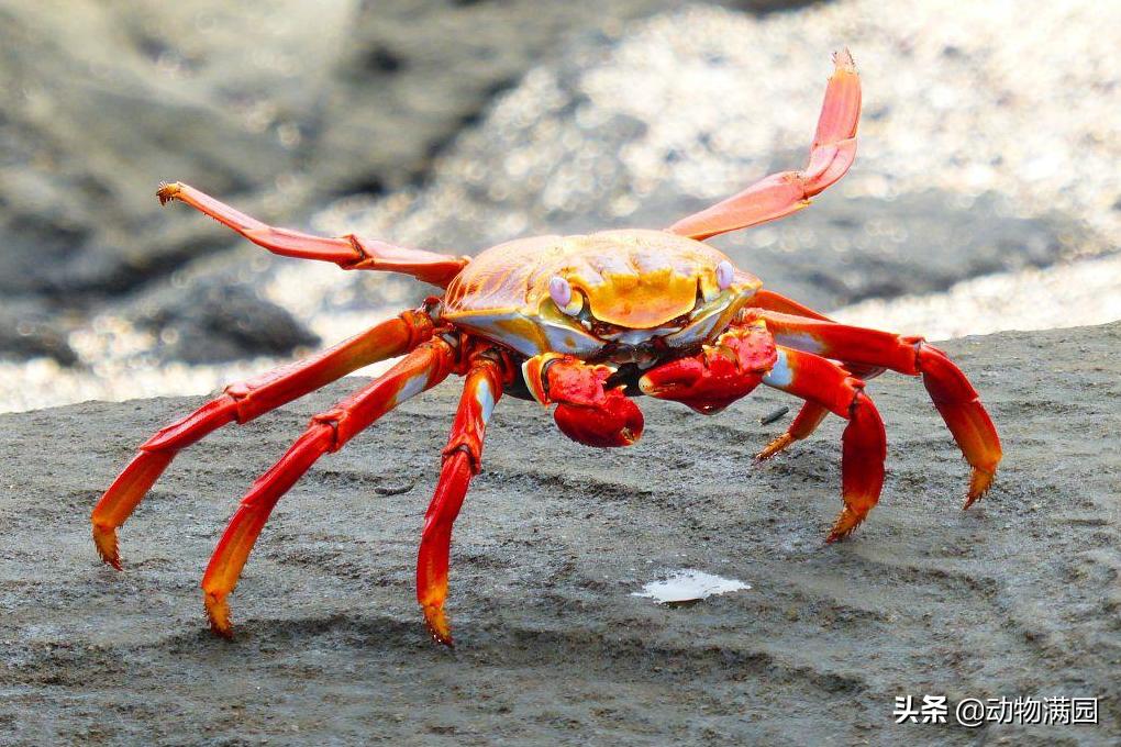 Species Encyclopedia: Redstone Crab - iNEWS