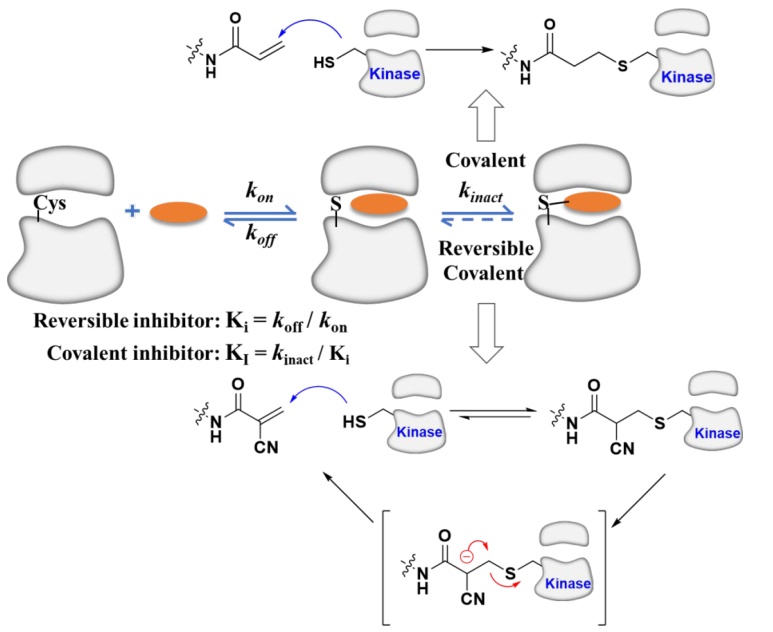 Covalent protein kinase inhibitors targeting cysteine - iNEWS