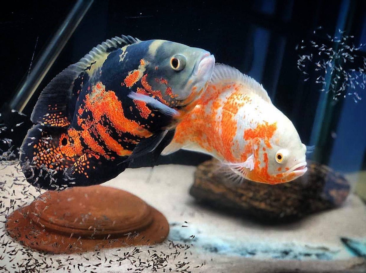 A map fish actually asks for 500 oceans, and I will show you the ...