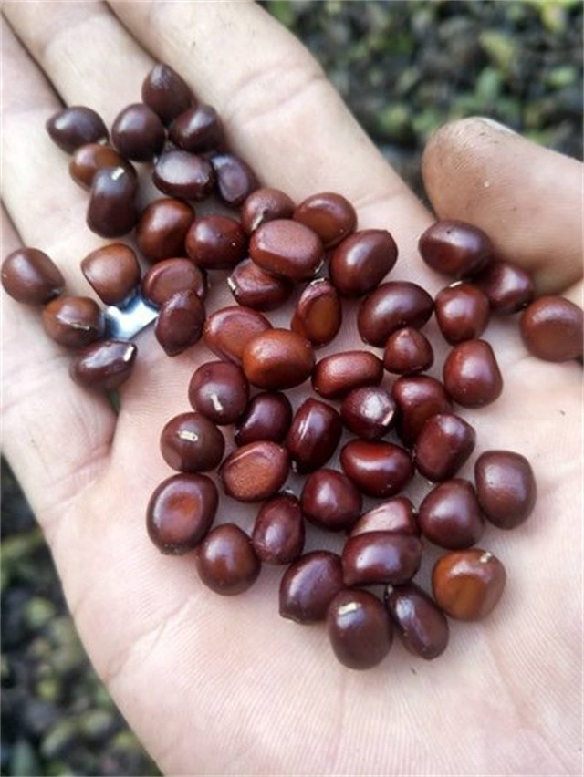 Seeds, a war without gunpowder smoke, how intense is the "seed war ...