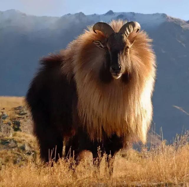Taal sheep: a first-class protected animal in China, but a harmful ...