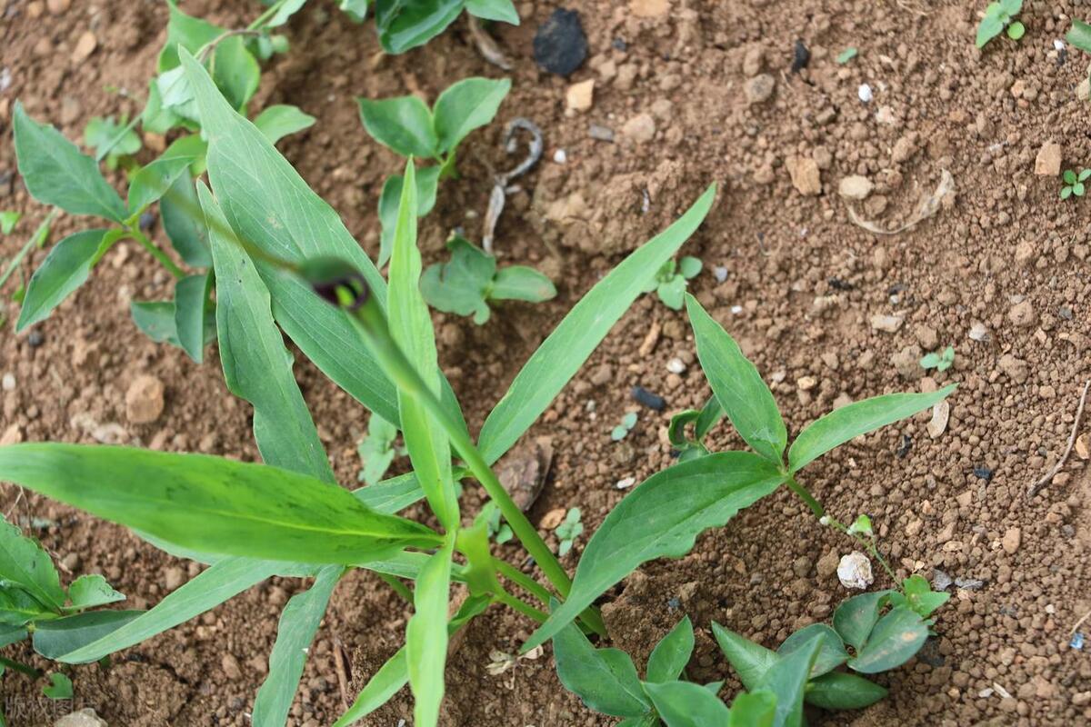 Pinellia: An interesting plant, many people have seen it but don't know ...