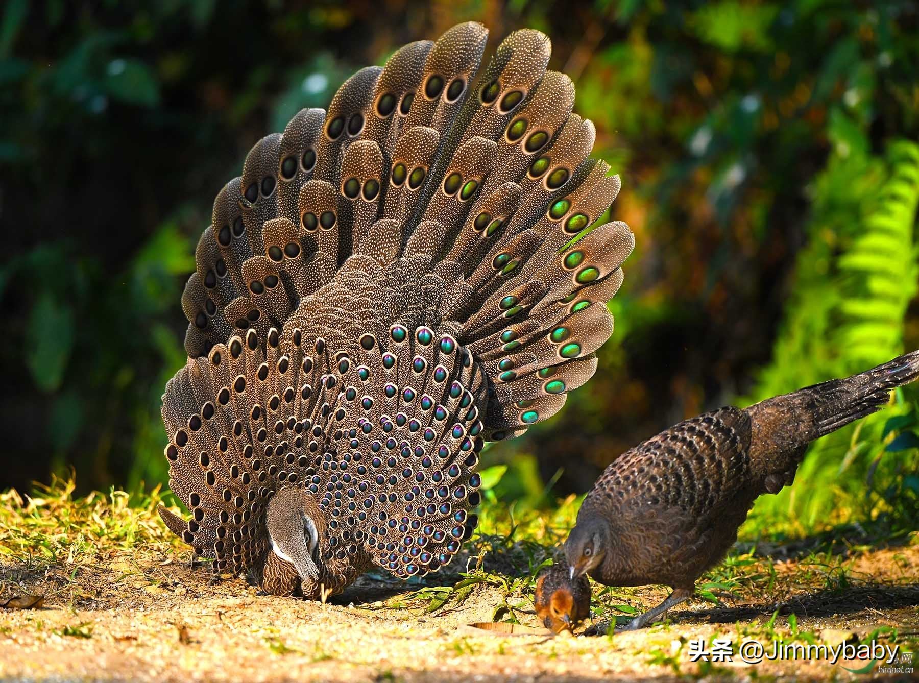 The Legend of the National Bird of the World: Burma (BURMA) Grey ...