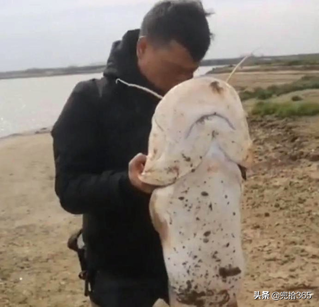 Jiangxi man catches "rice-level" giant catfish from wild fishing, with ...