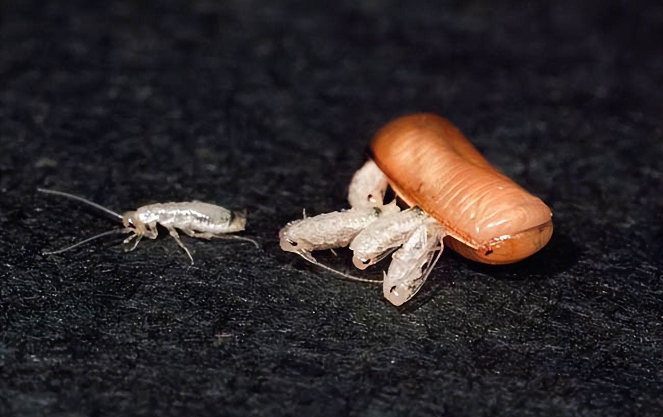 Why can't cockroach eggs be killed? - iMedia