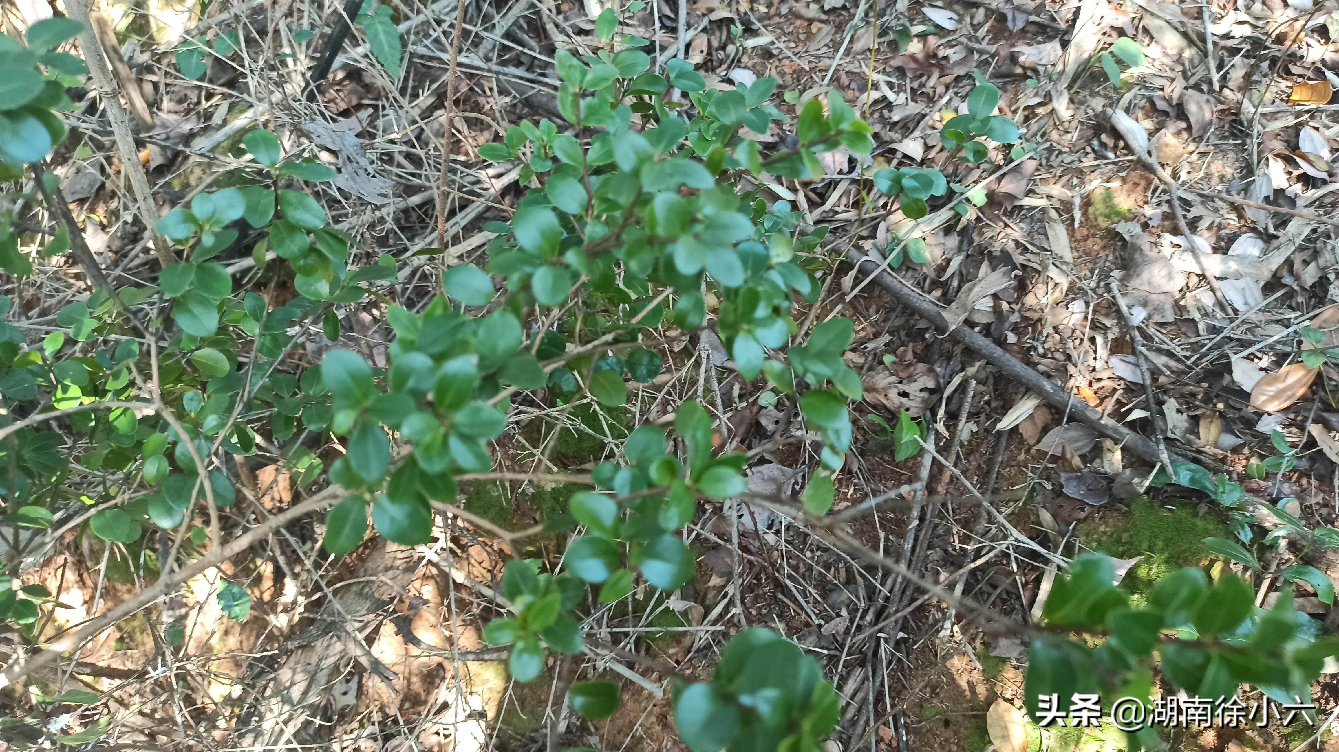 Hunan discovered wild boxwood, which is also a precious medicinal tree ...