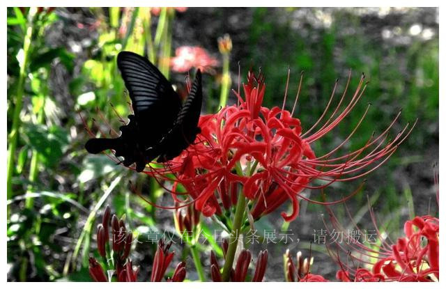 It is said that the "ghost flower" that grows on Huangquan Road is kept ...