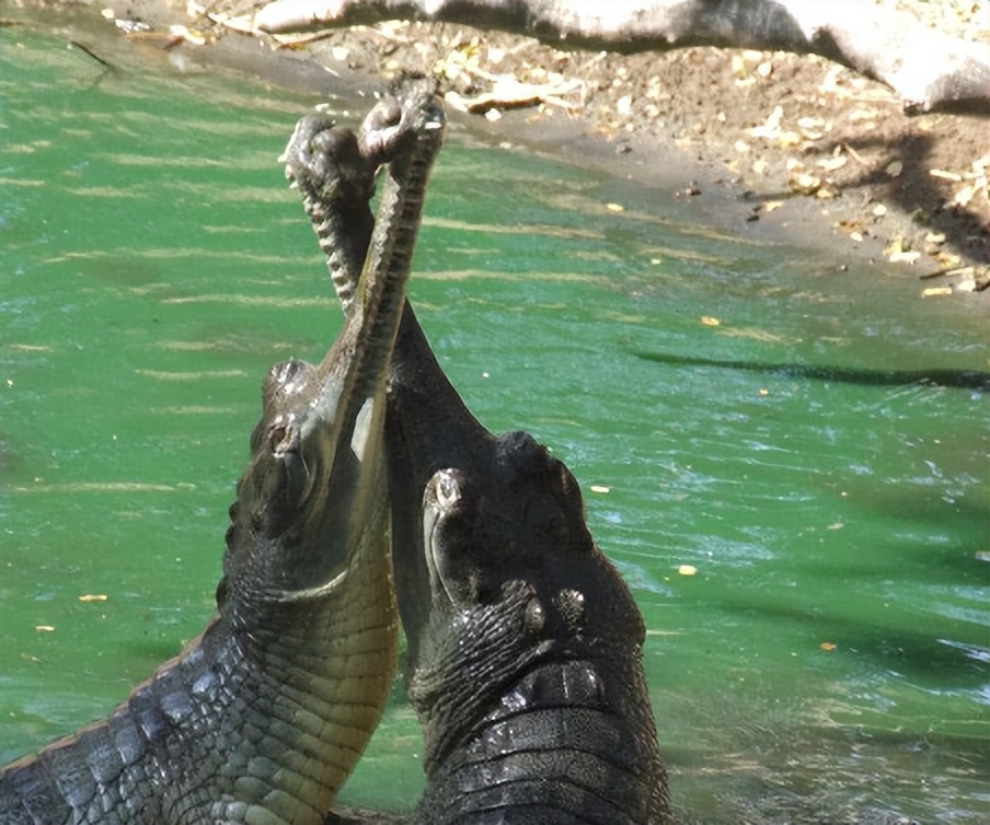 Explore the fantasy world of crocodile: Guardian of the underwater king ...