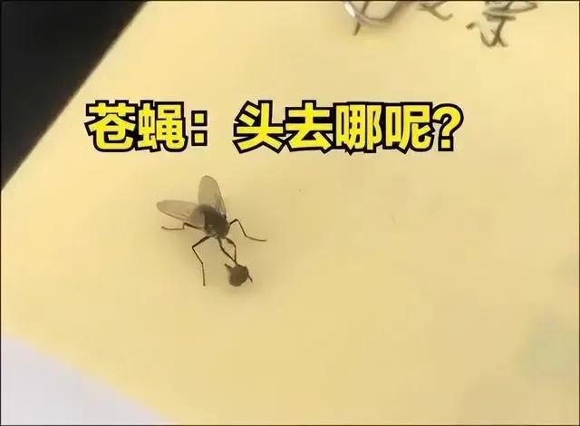 A fly rubs its hands and accidentally twists its head off, will a fly ...