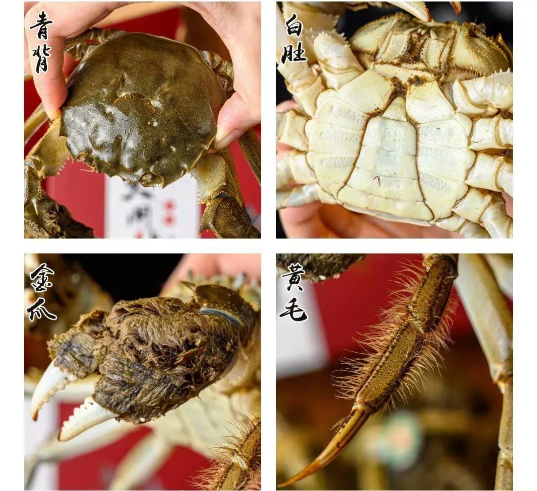 Crab is fat!Take a bite, fresh until the soul comes out of the body - iNEWS