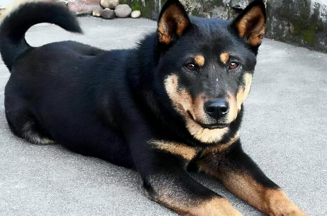 Chinese native dogs are not as good as "foreign dogs", I laughed ...