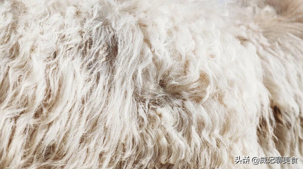 The taste of Yanchi: the disappearing Ningxia cuisine and the brilliant ...