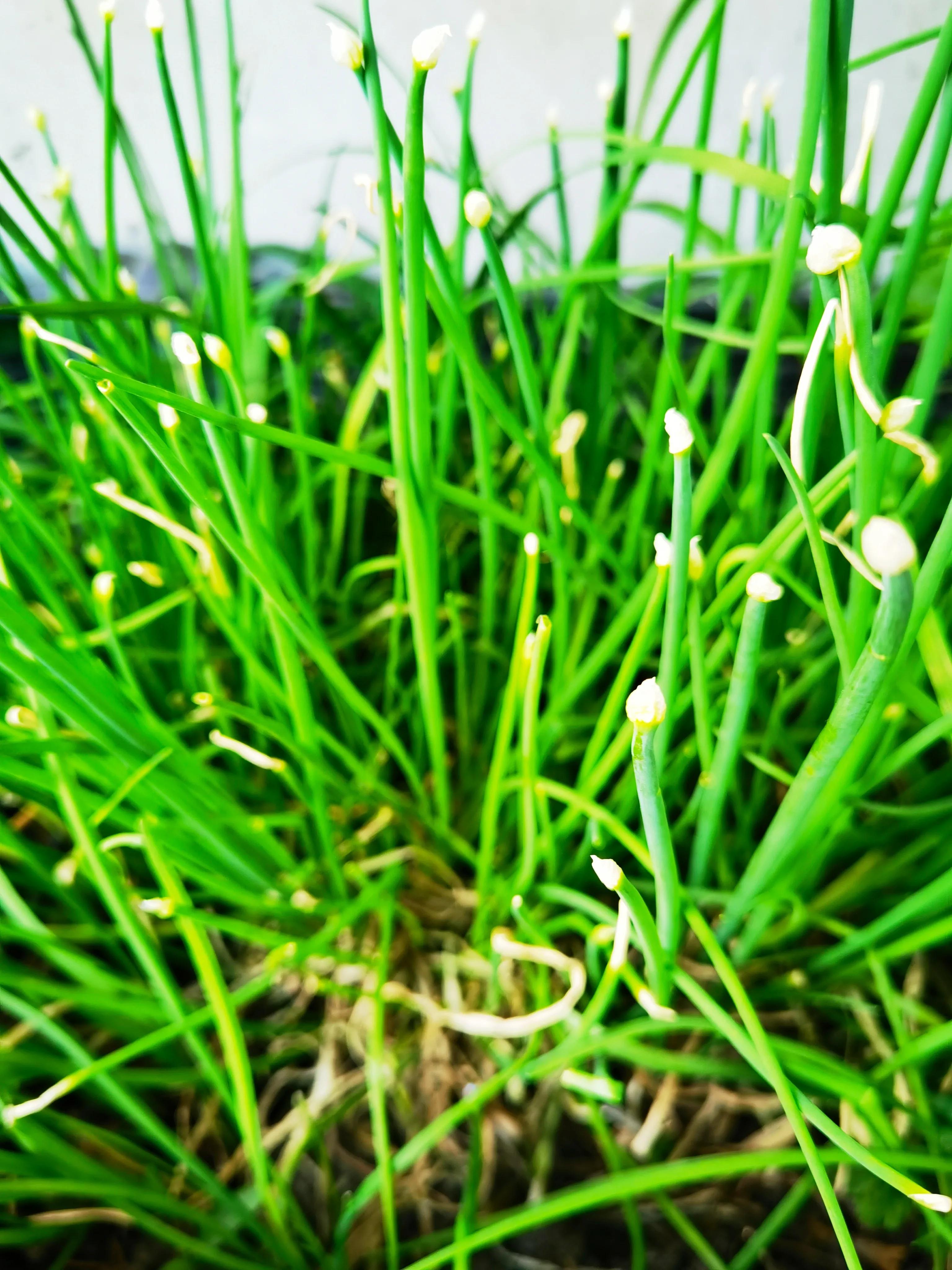 Plant flowers and plants, and plant some seasoning plants. In ...