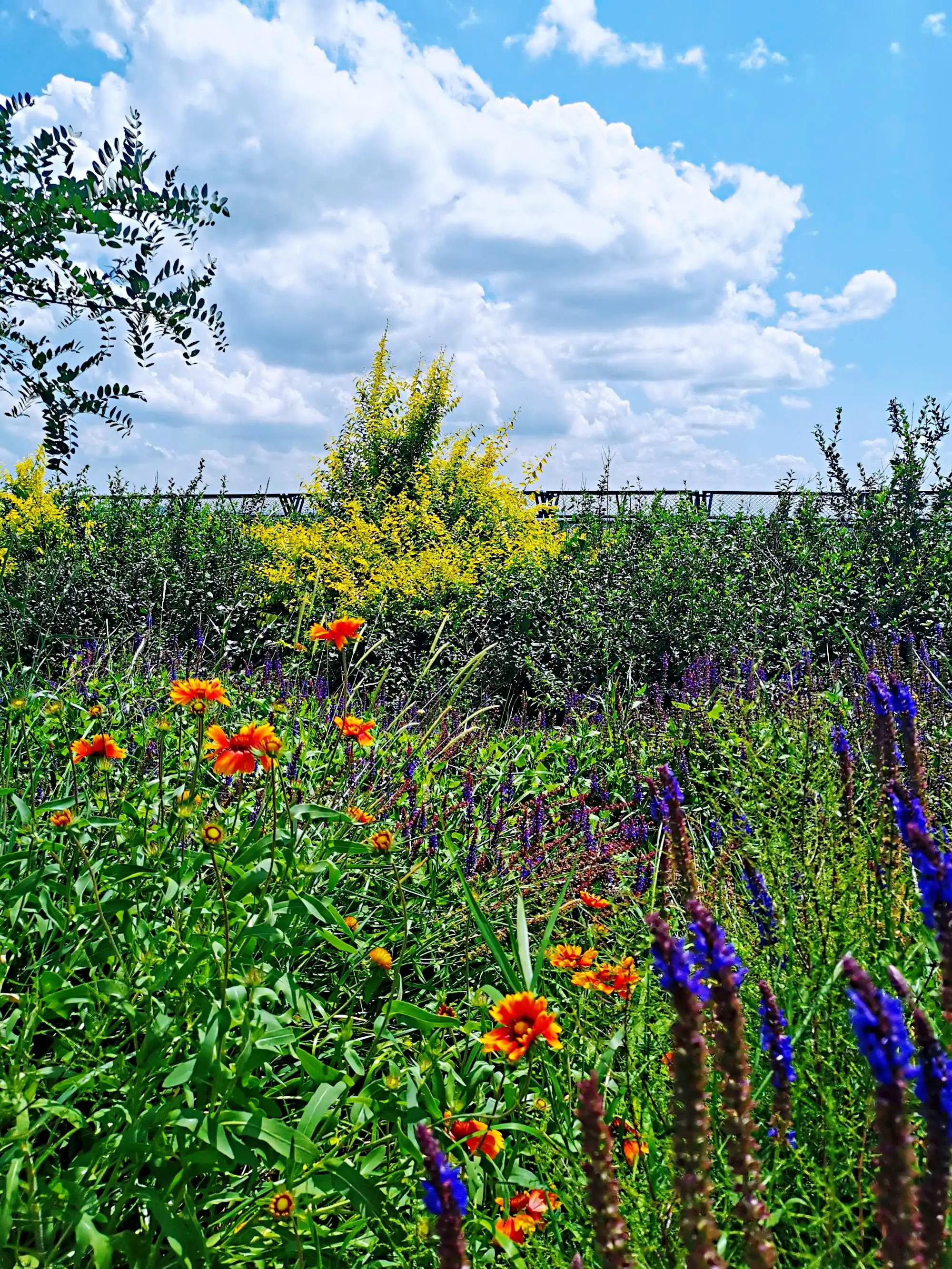 The beauty of Hongzhao Kowloon Bay - iNEWS
