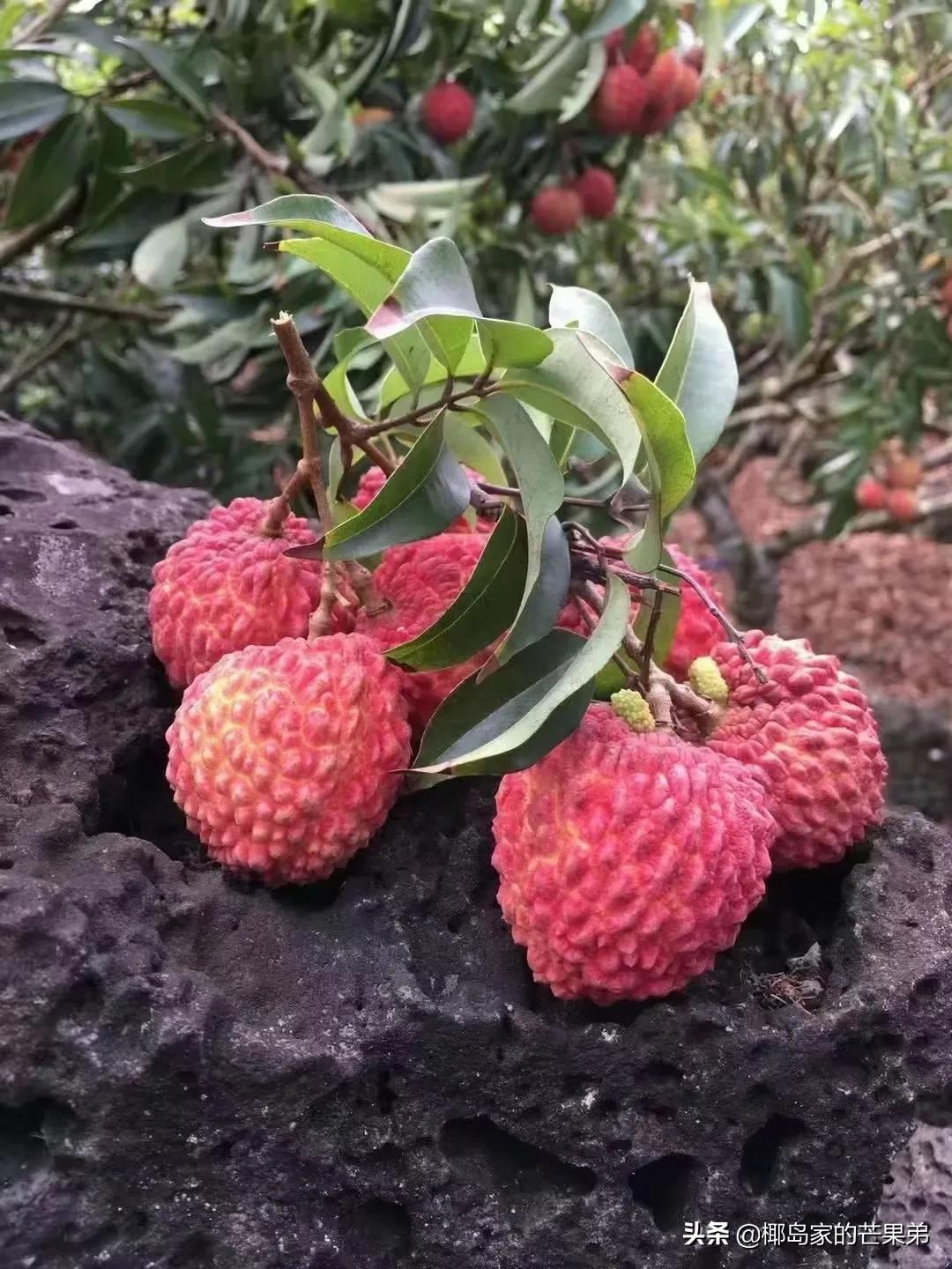 The king of involute in lychees--seedless lychees - iNEWS
