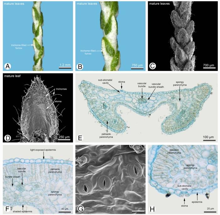 Aggregate morphology and anatomical features of Caryophyllaceae and ...