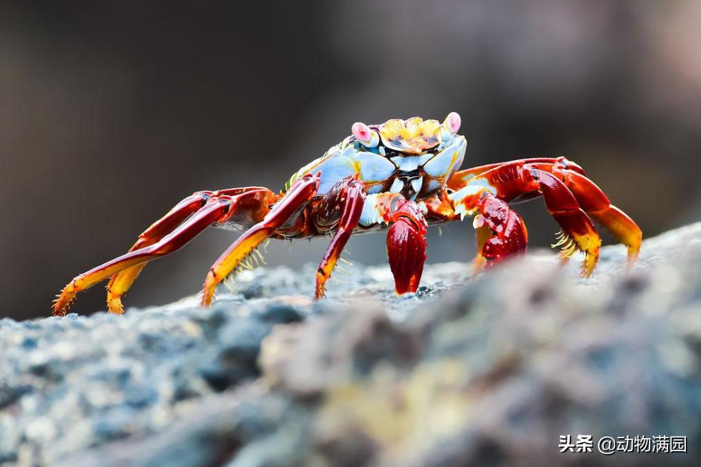 Species Encyclopedia: Redstone Crab - iNEWS