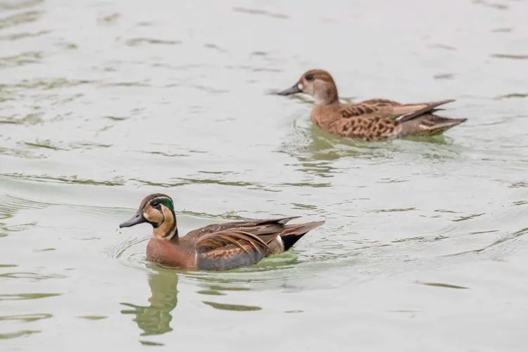 Bird Watching: Painted Duck / Fu Zibo Photography - iNEWS