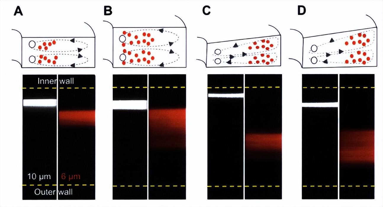 High-Throughput Microfluidics for Cell Isolation and Single-Cell Analysis - iNEWS