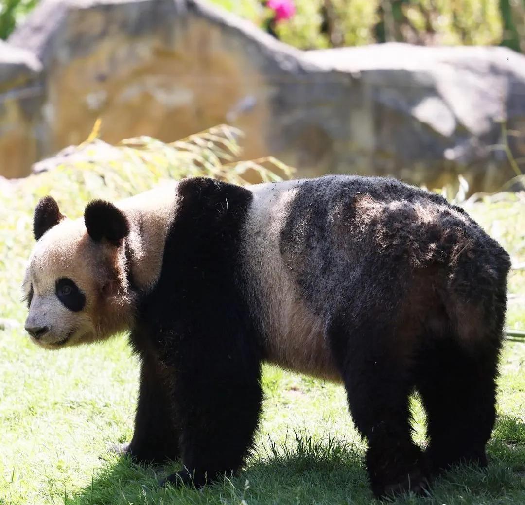 Fubao's rumored boyfriend, Yuanmeng, a giant panda living in France ...