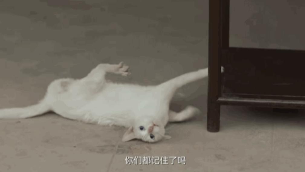 Jiang Qinqin revealed the status of the cats in the play: the cats are ...