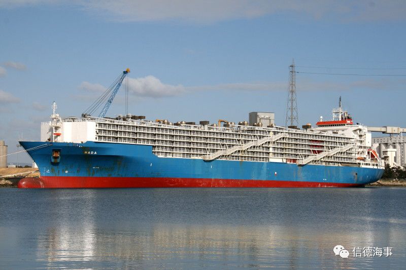 Interesting talk about the sea transportation of livestock - iNEWS